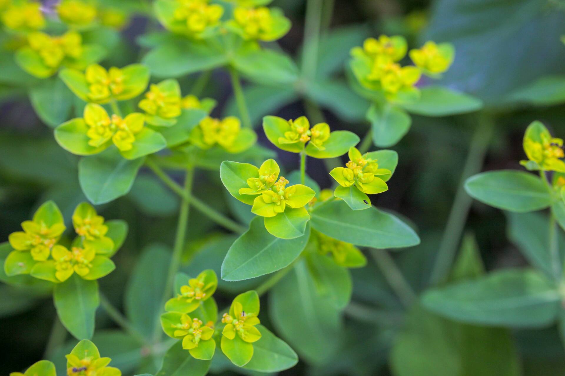 2024 春 黄緑の花: カメラ好き親父