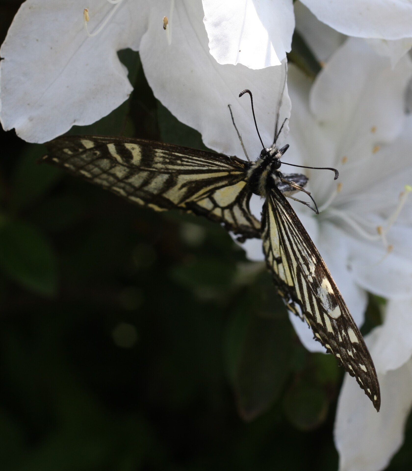 2024 春 虫さん: カメラ好き親父